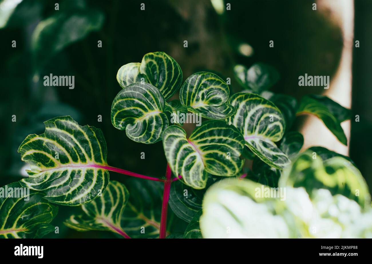 A closeup of beautiful textured plant leaf shrubs Stock Photo - Alamy