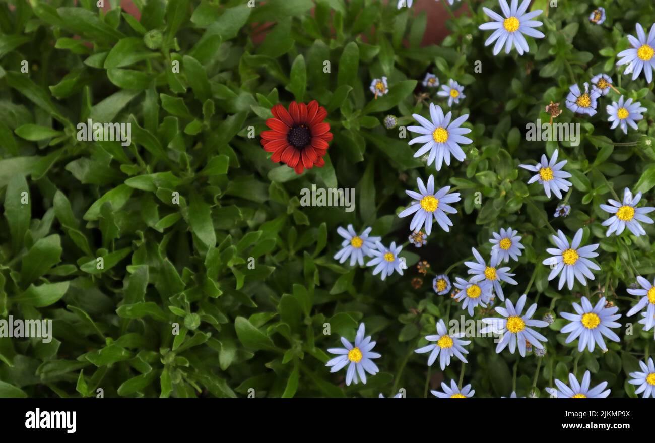 Daisies flora hi-res stock photography and images - Alamy