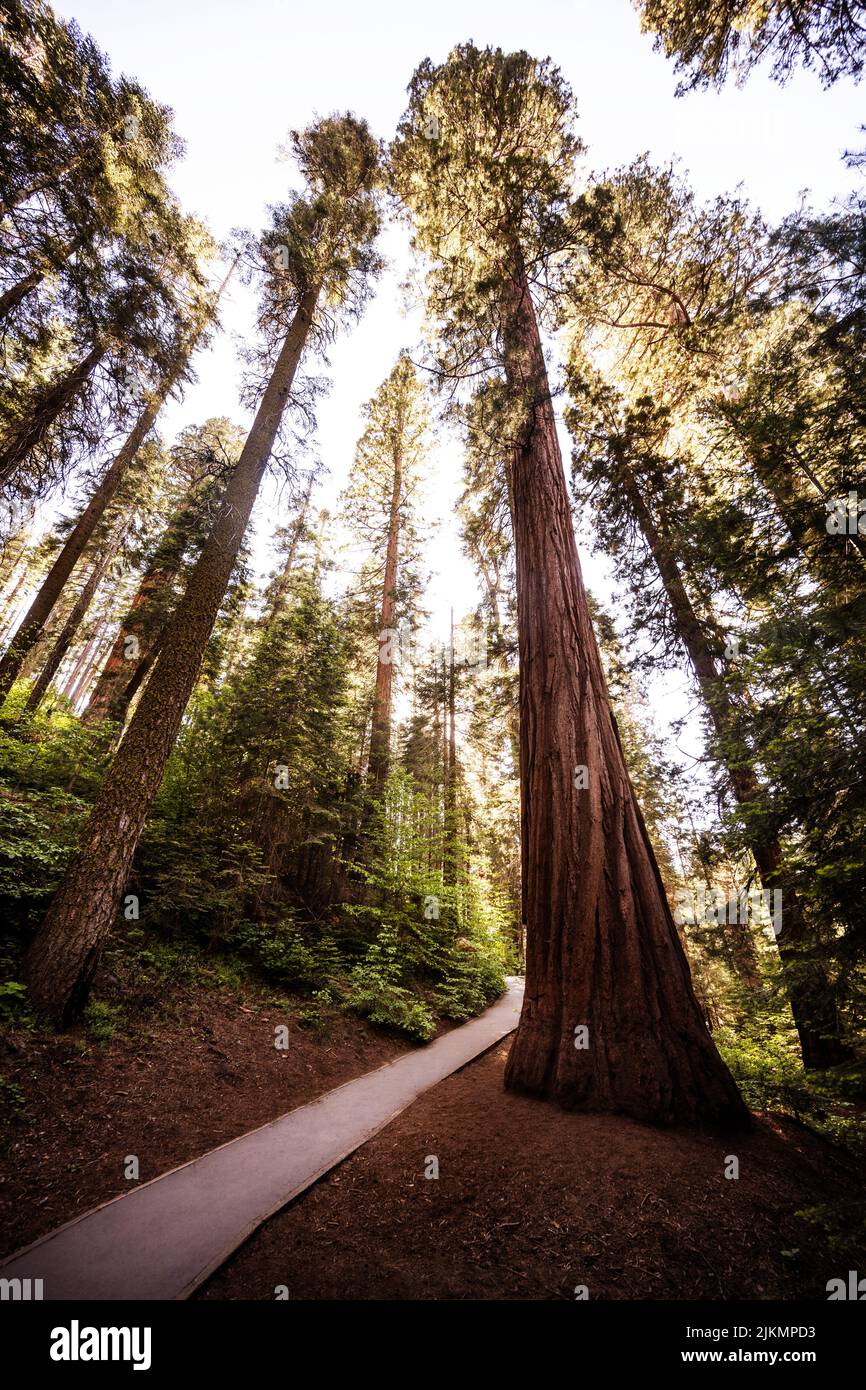Walkway through Sequoia National Park, California, United States Stock ...