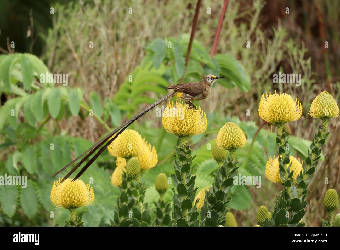 Sugarbird in the Kirstenbosch National Botanical Garden. Pincushion ...