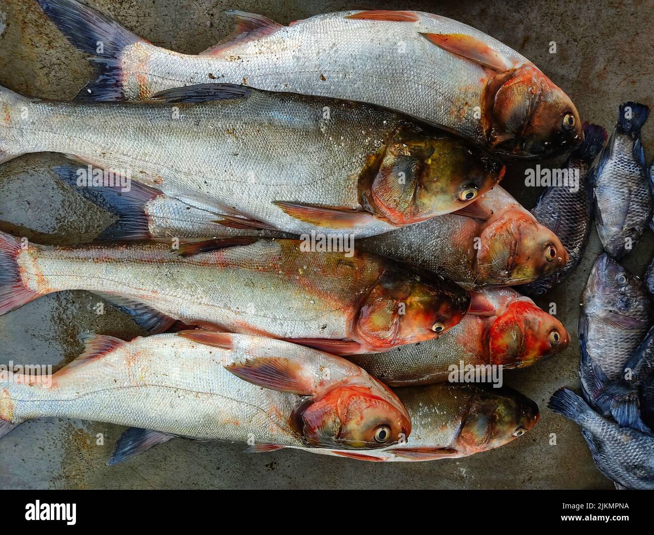 silver carp fish arranged in row in indian fish market for sale Stock ...