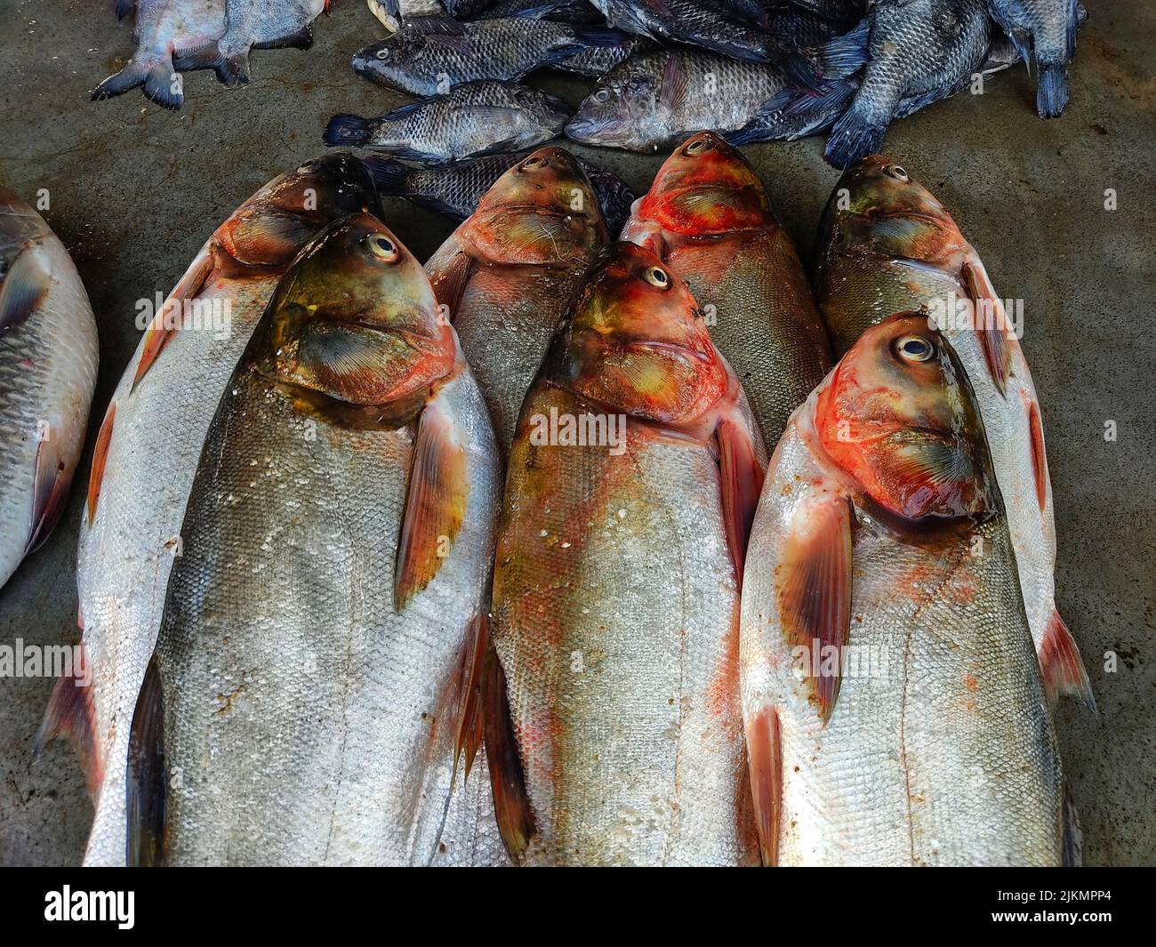 Indian fish market hi-res stock photography and images - Alamy