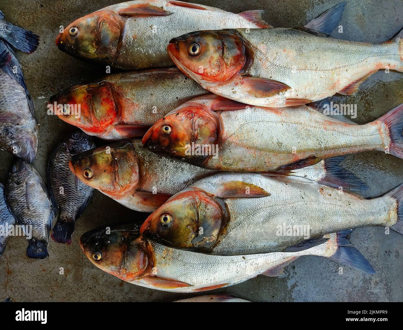 Indian Fish Market Hd