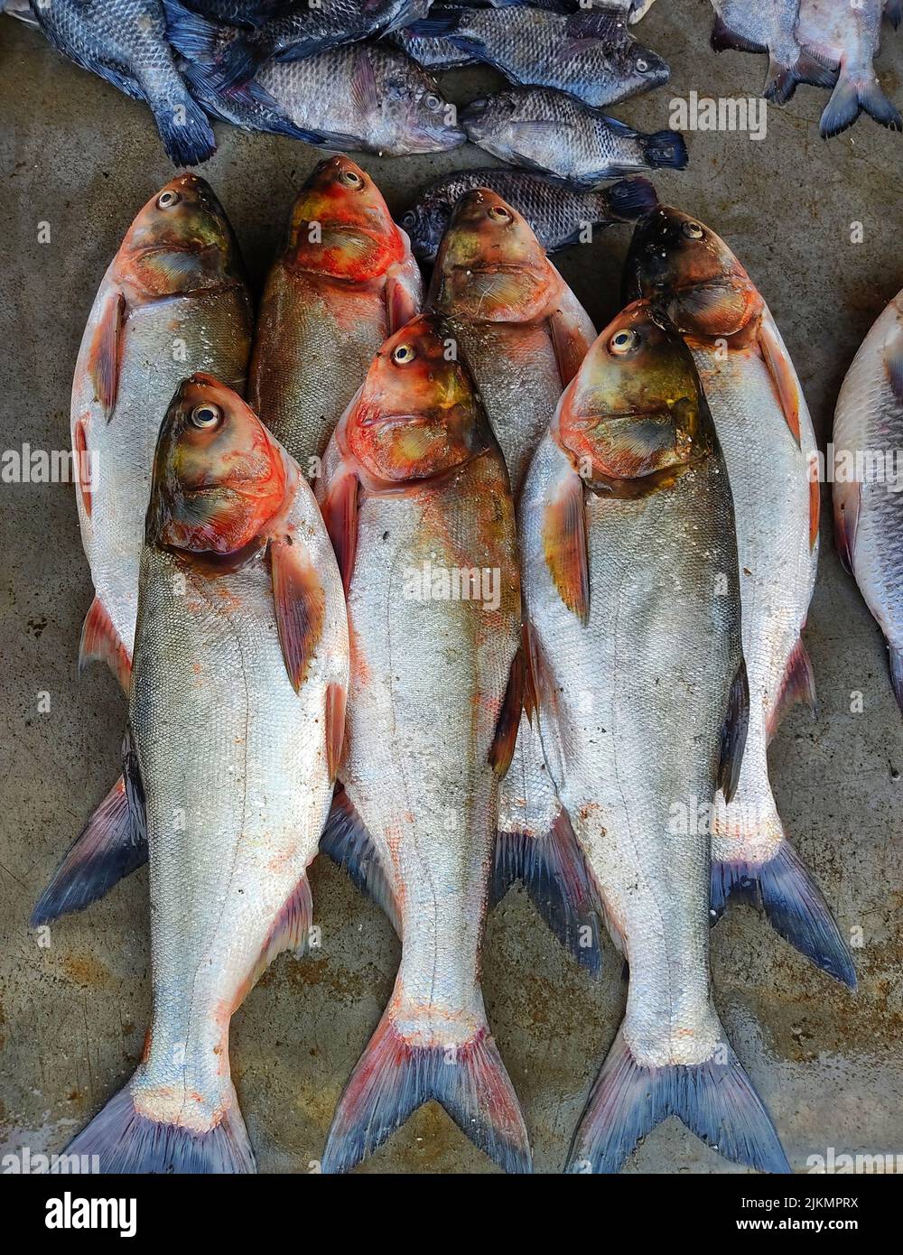 Silver Carp Fish
