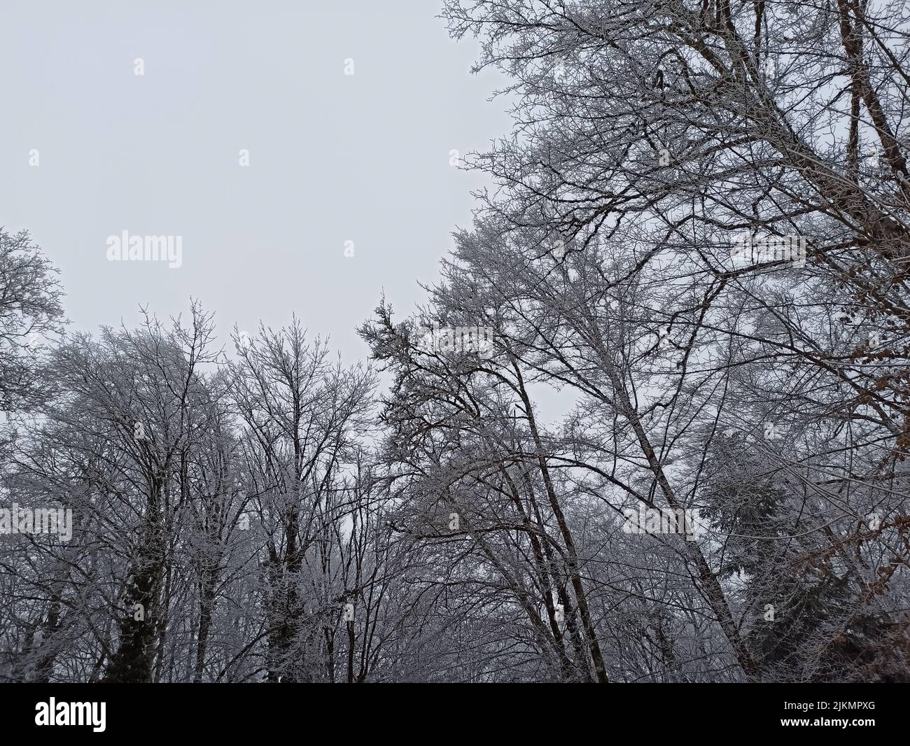 A chilling view of a winter forest in the countryside under a white sky ...
