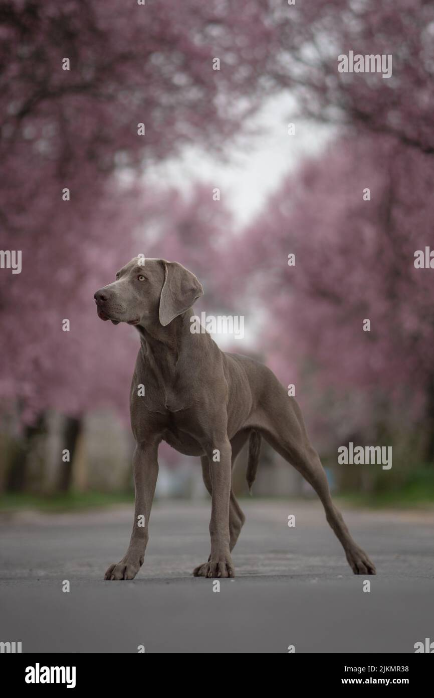 Weimaraner dog breed hi-res stock photography and images - Alamy