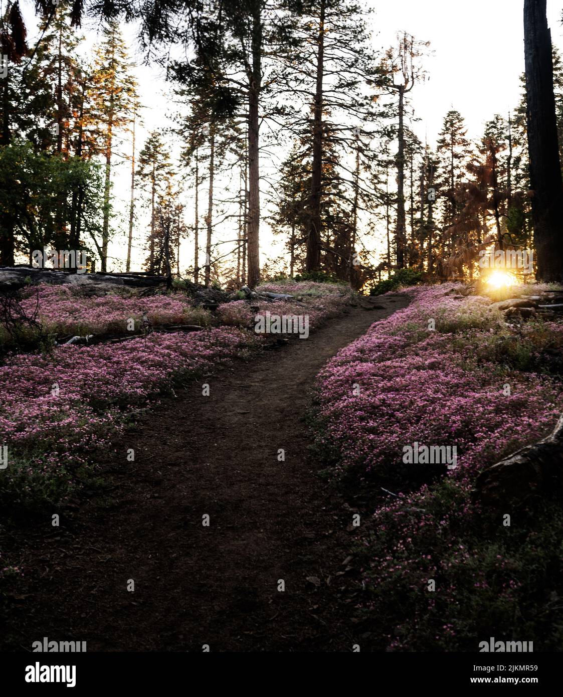 Pathway through Sequoia National Park at sunset, California, United ...