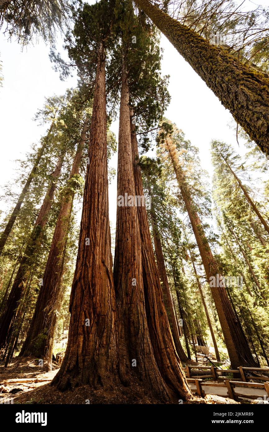 Tall Sequoia trees in Sequoia National Park, California, United States ...