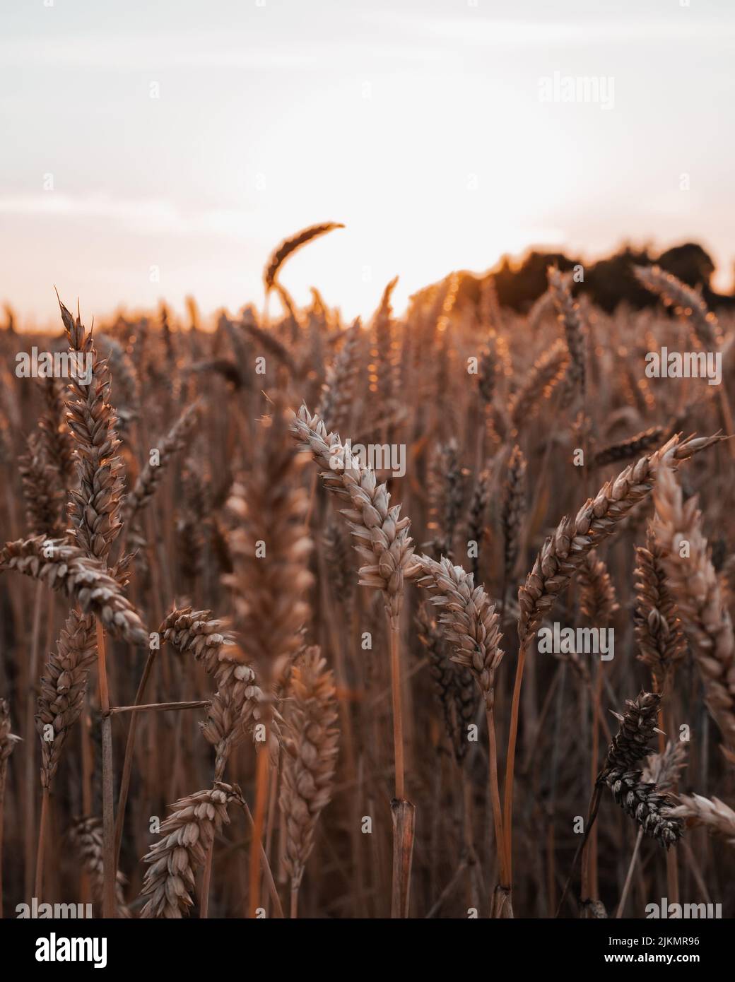 Corn crop farming hi-res stock photography and images - Alamy