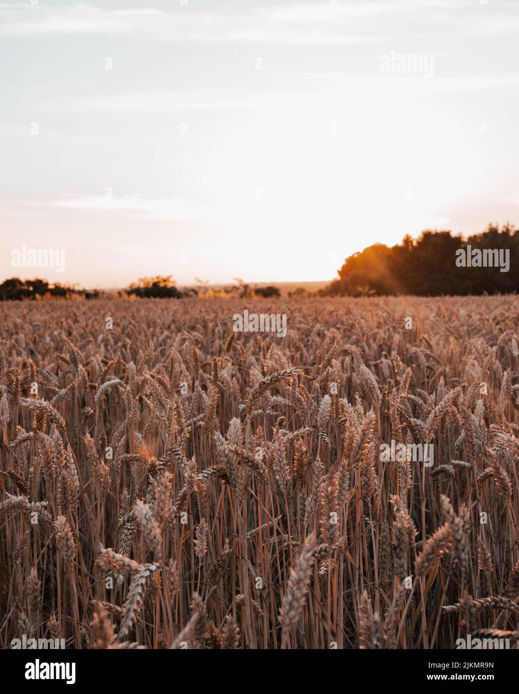 Corn crop farming hi-res stock photography and images - Alamy