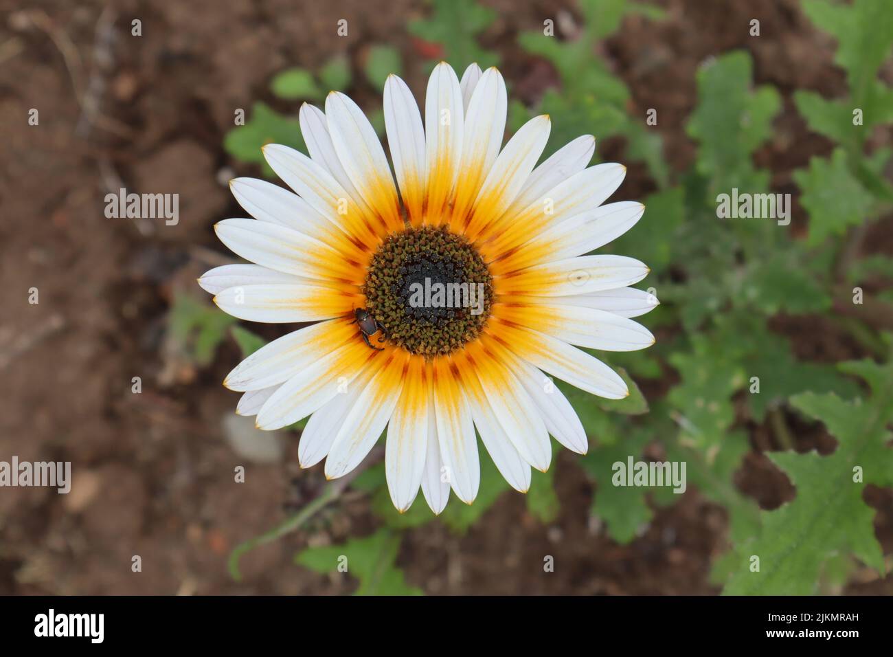 Kirstenbosch gardens hi-res stock photography and images - Alamy