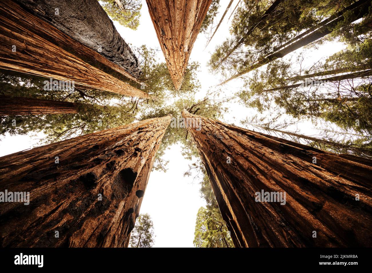 Redwoods tree house hi-res stock photography and images - Alamy