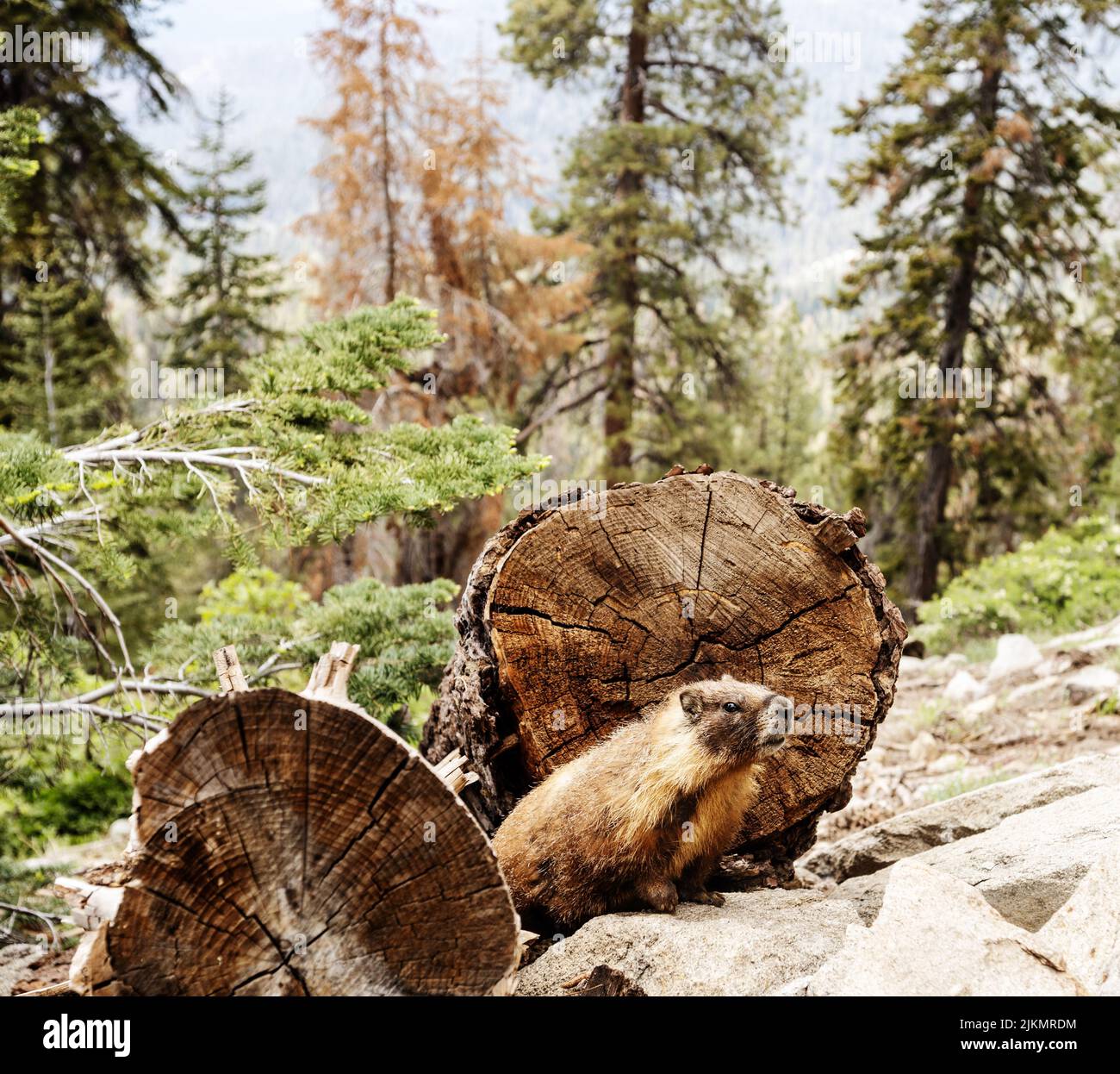 Sequoia national park animal hi-res stock photography and images - Alamy