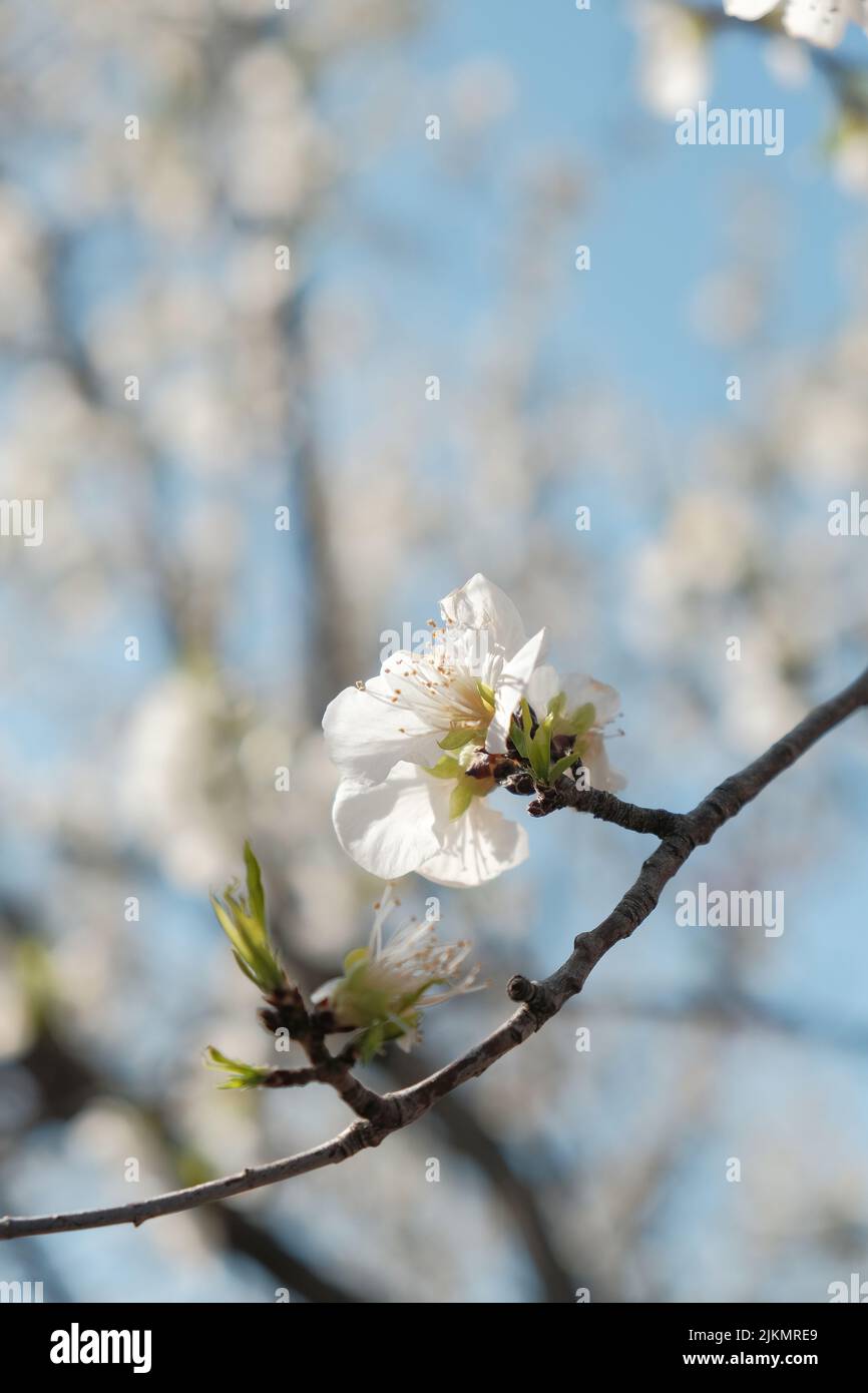 Davids peach hi-res stock photography and images - Alamy