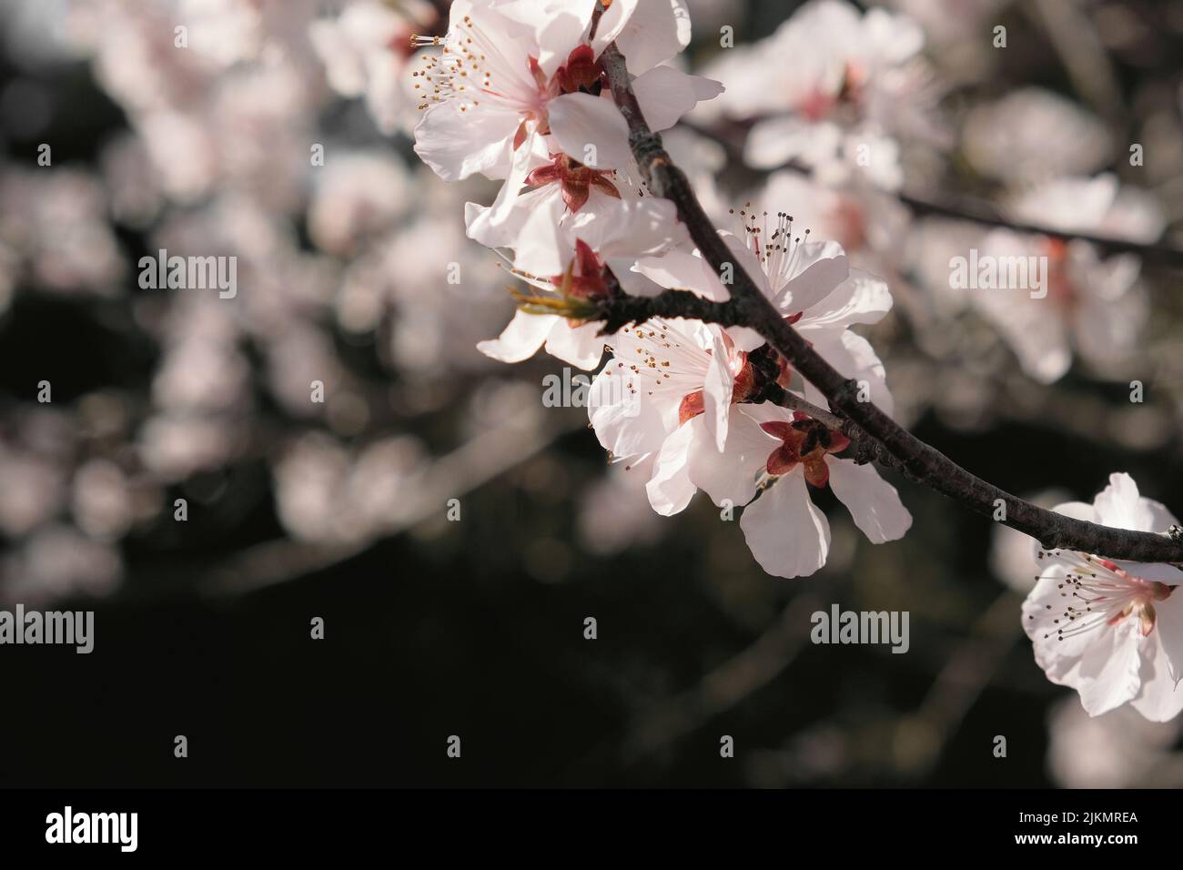 Chinese wild peach hi-res stock photography and images - Alamy