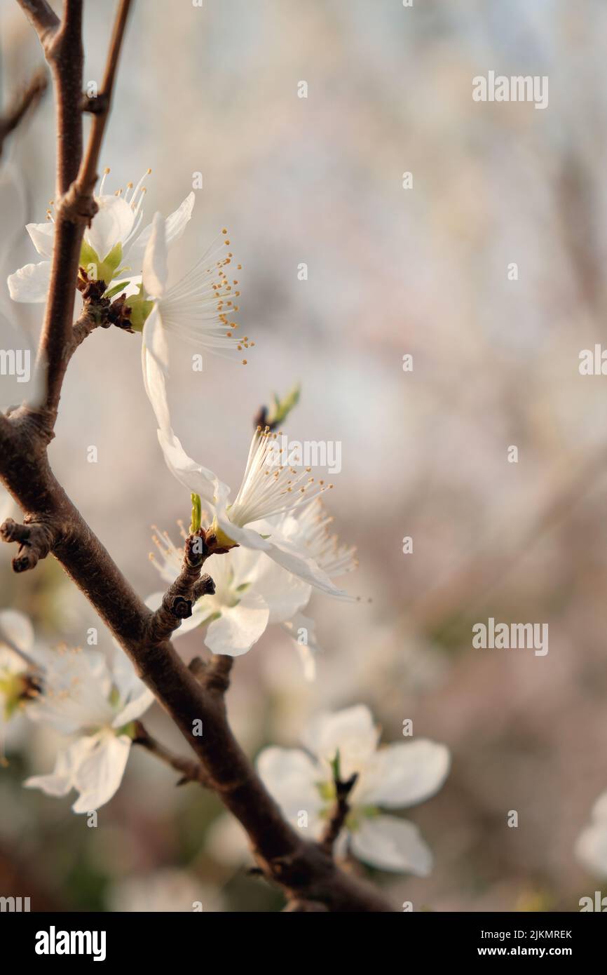 A closeup vertical shot of blossom flowers of a Chinese wild peach tree ...