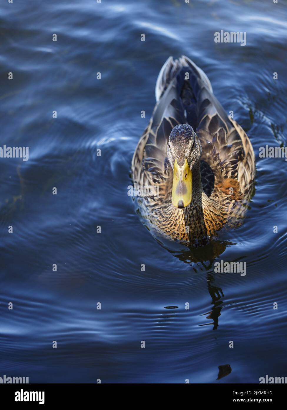 A beautiful duck swimming alone in the river with reflection in water ...
