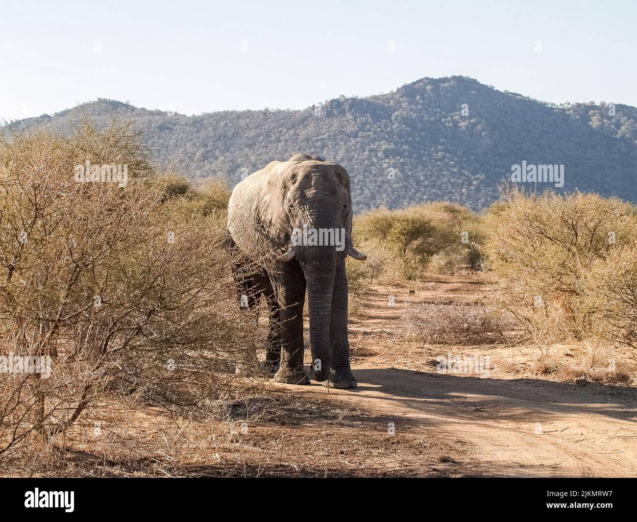 Large elephant with tusks trudging across landscape in Madikwe Reserve ...