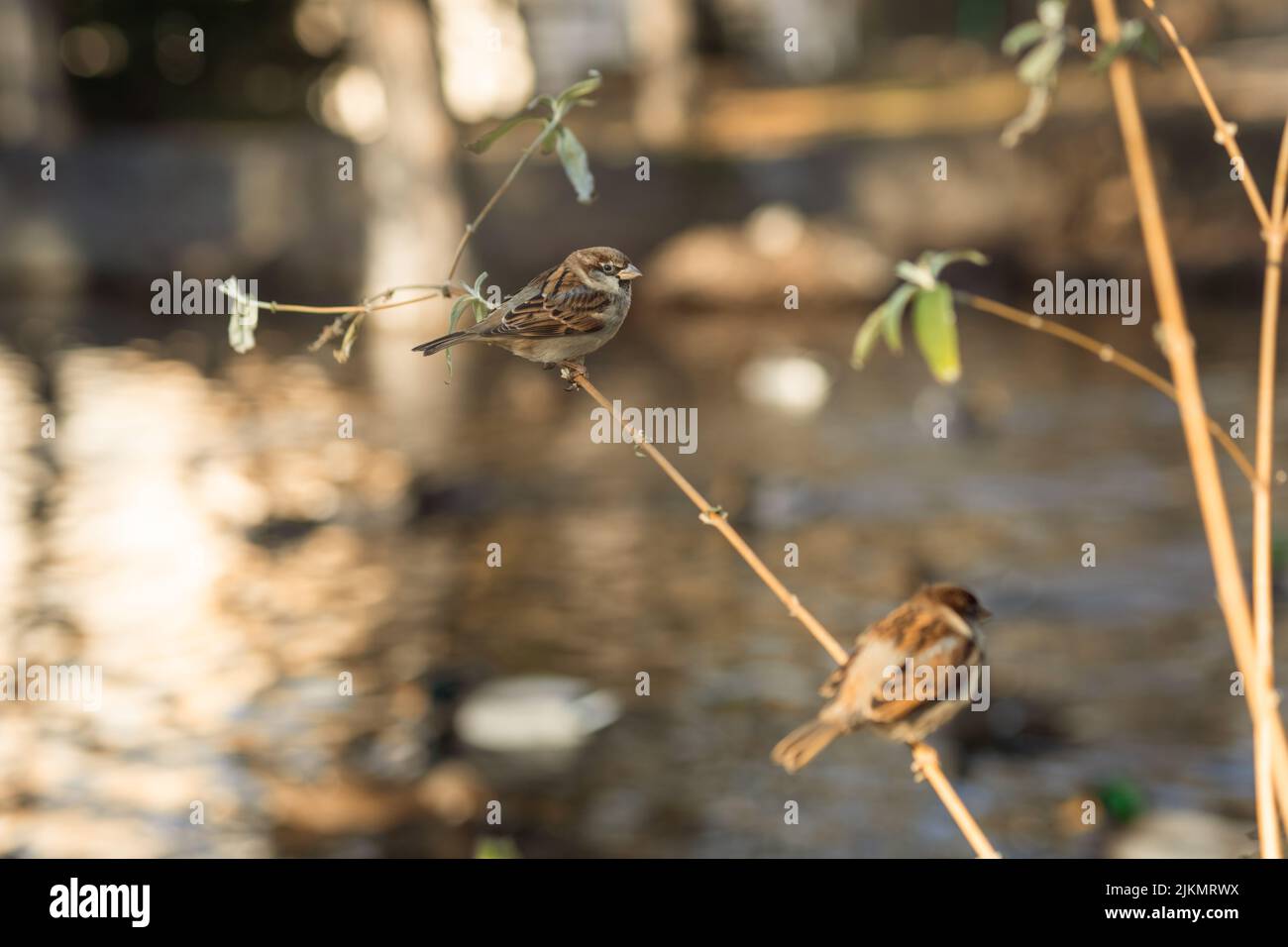 Shot two love birds white hi-res stock photography and images - Alamy