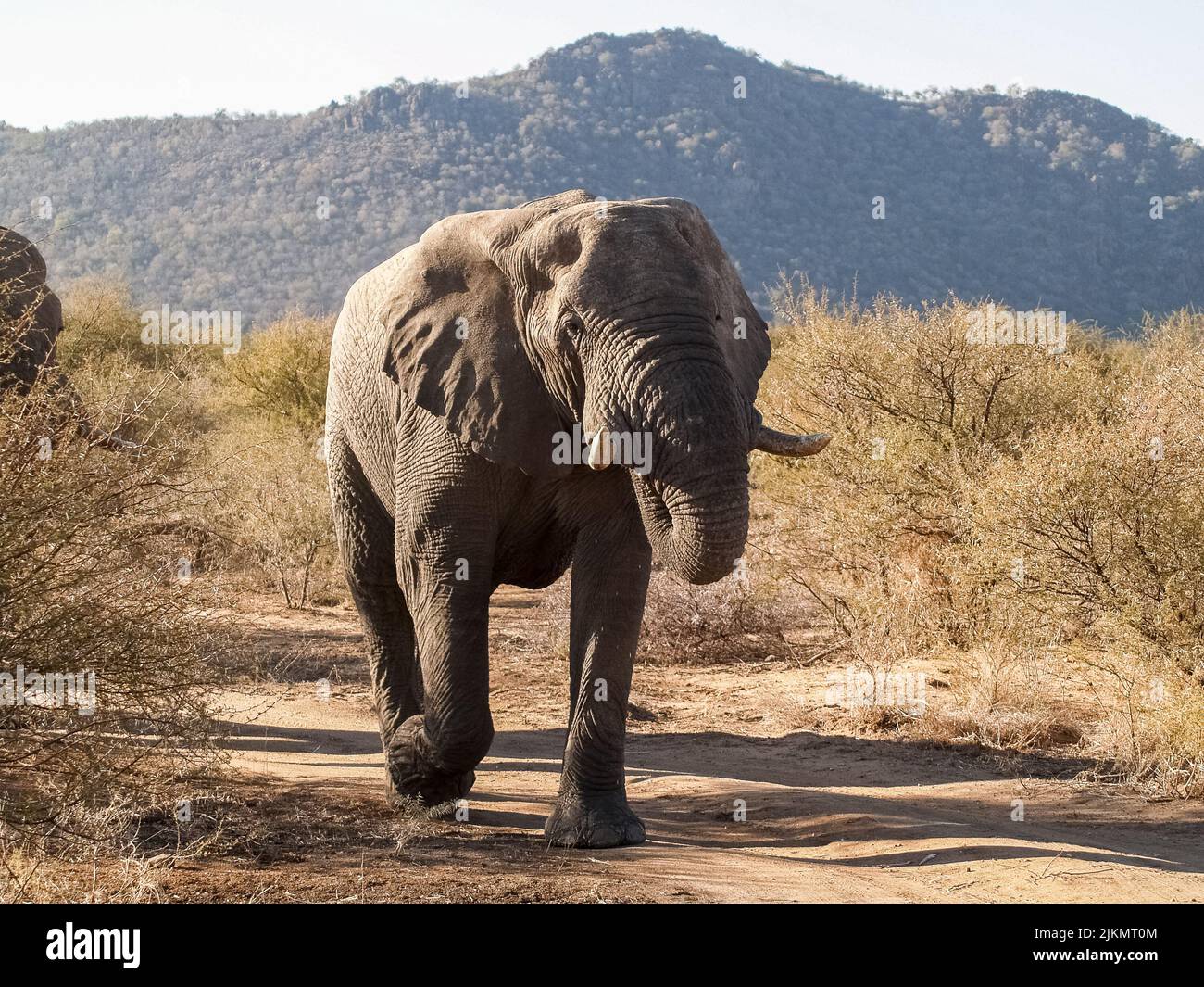 Large elephant with tusks charging forward landscape in Madikwe Reserve ...