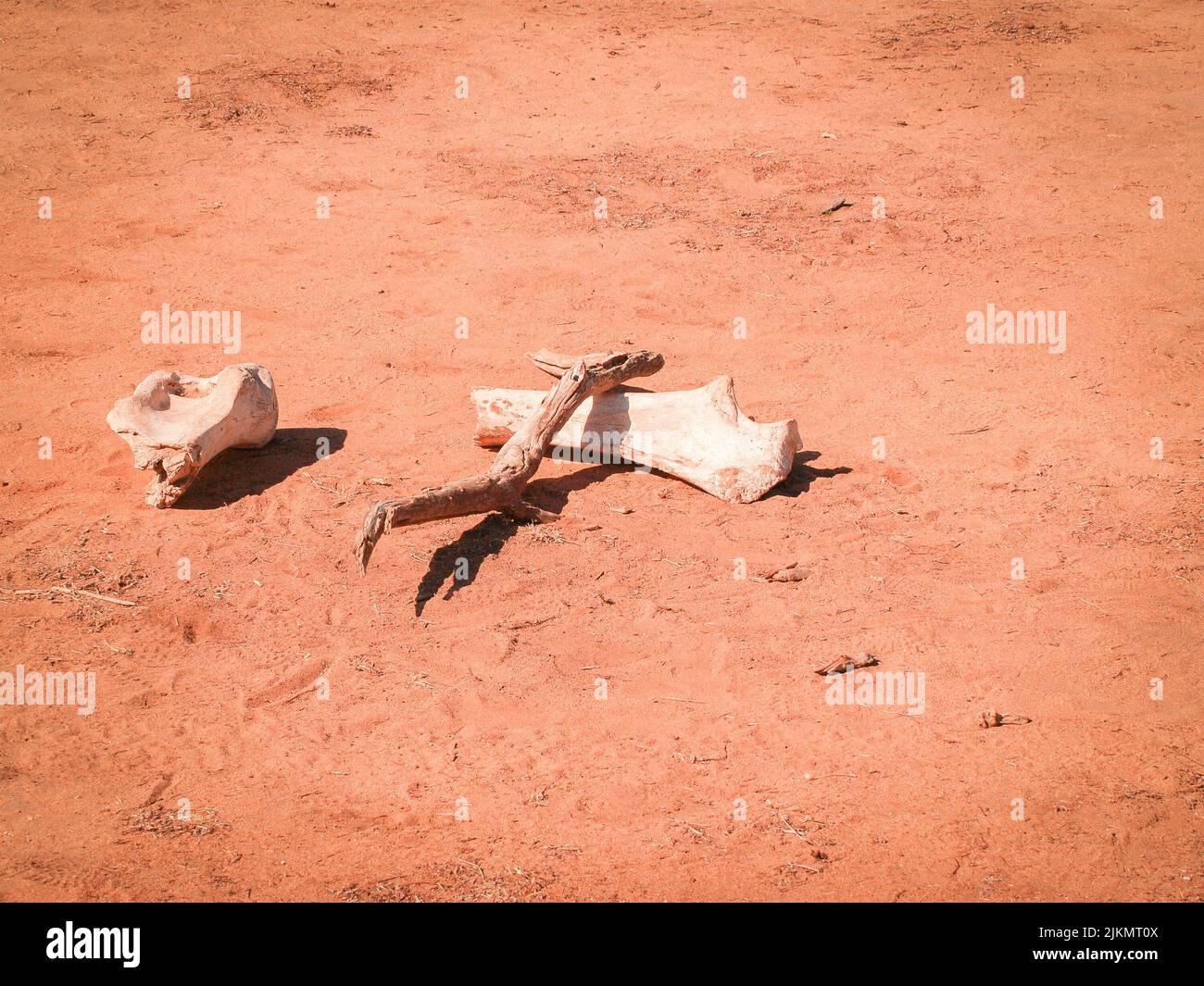 Old animal bones and weathered tree branch lying on iron enriched ...