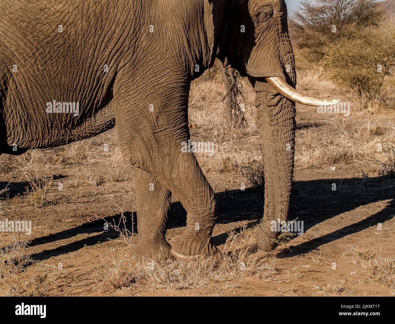 Closeup of wrinkly skin large elephant with tusks trudging across ...