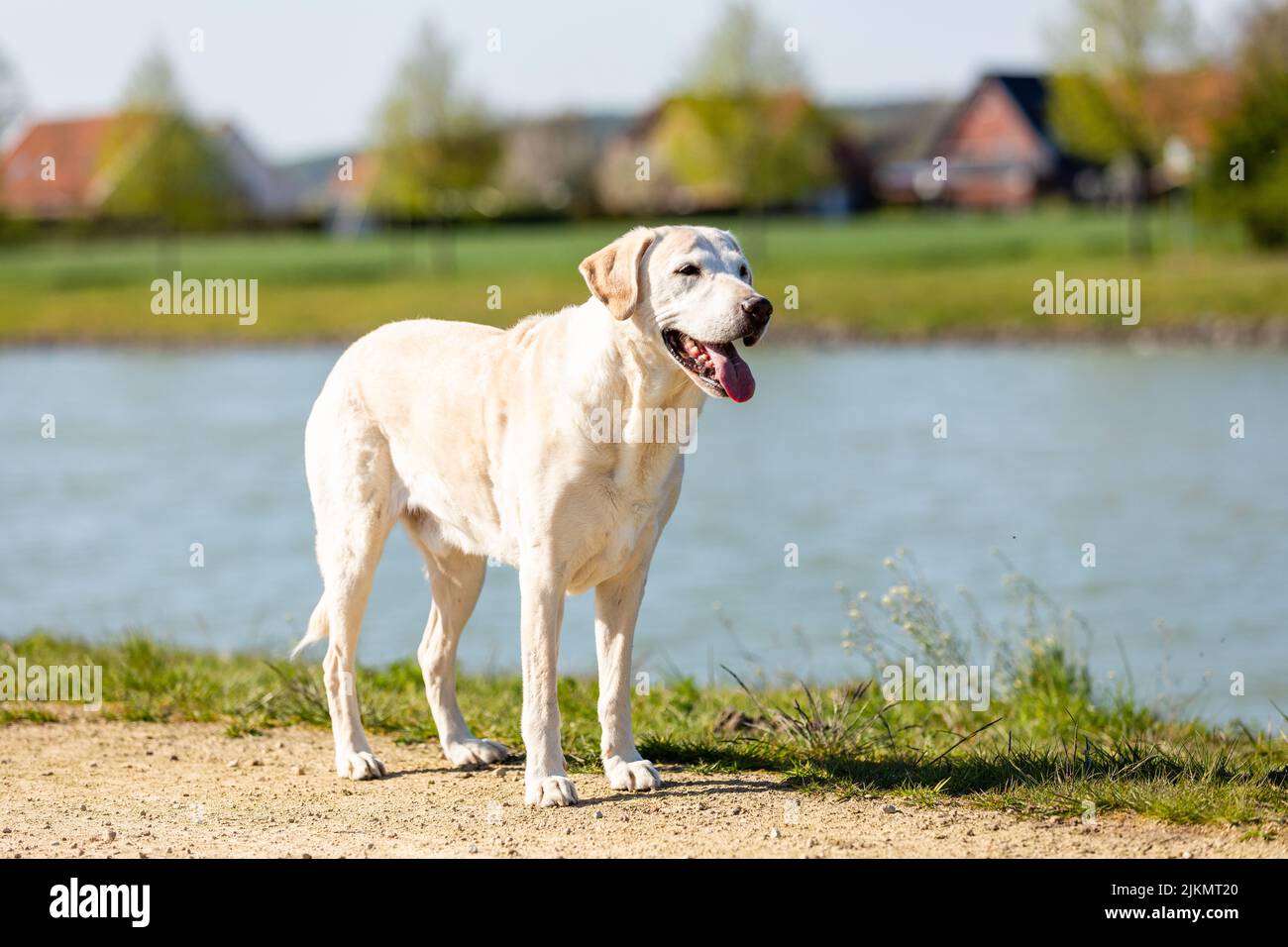 Labrador is playing on a path at a canal Stock Photo - Alamy