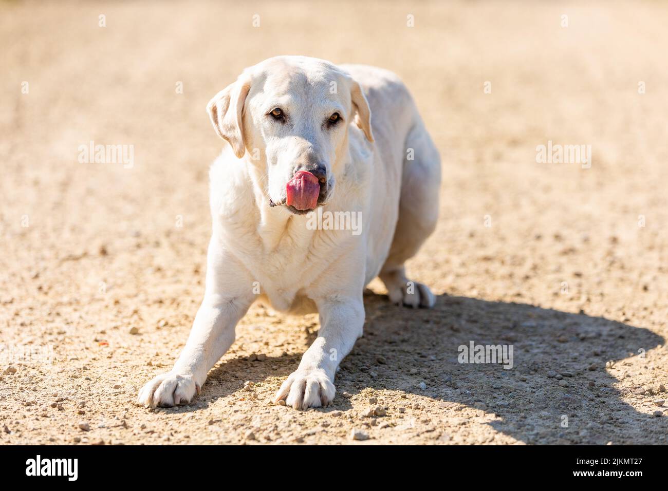 Labrador sand hi-res stock photography and images - Alamy