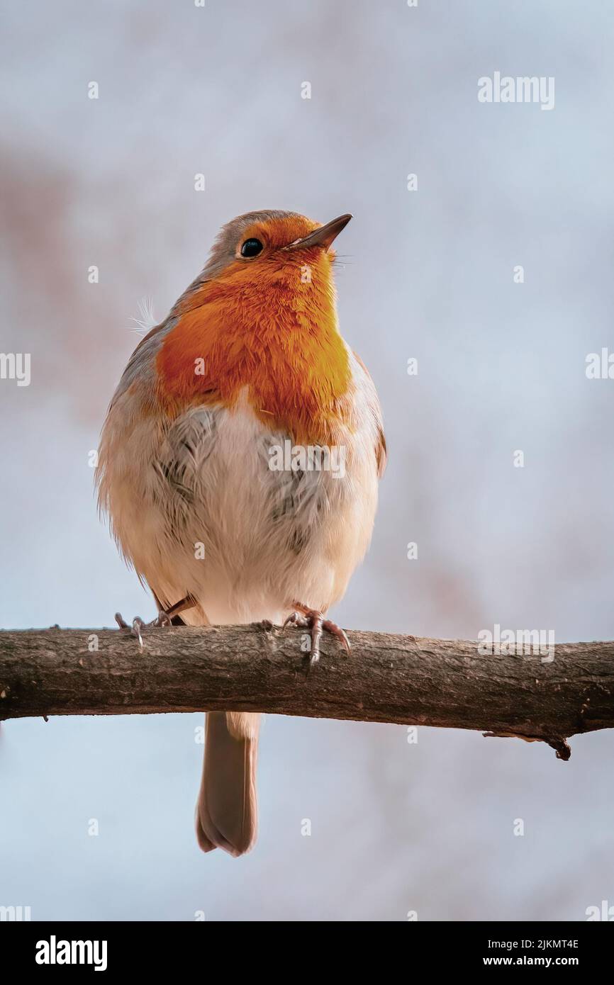 A selective shot of a European robin bird perching on a tree branch ...