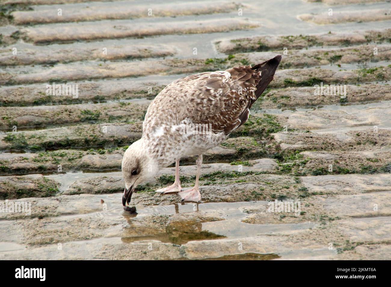 A closeup shot of a seagull drinking water from a puddle Stock Photo ...
