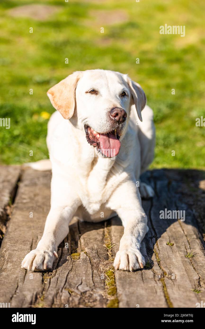 Labrador is lying on wood with green grass background Stock Photo - Alamy