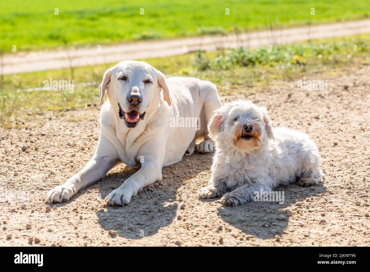 Labrador lying in the sun hi-res stock photography and images - Alamy