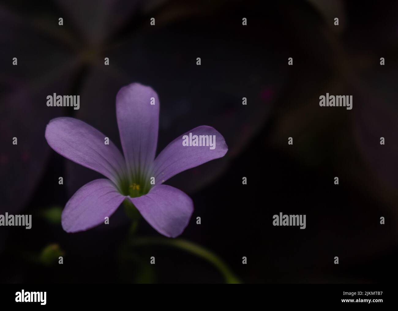 Java flower hi-res stock photography and images - Alamy