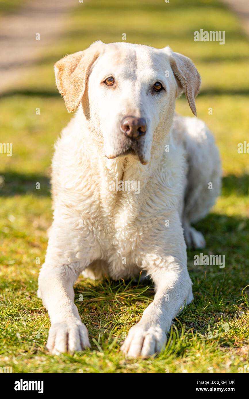 Labrador is lying on a path at the canal Stock Photo - Alamy