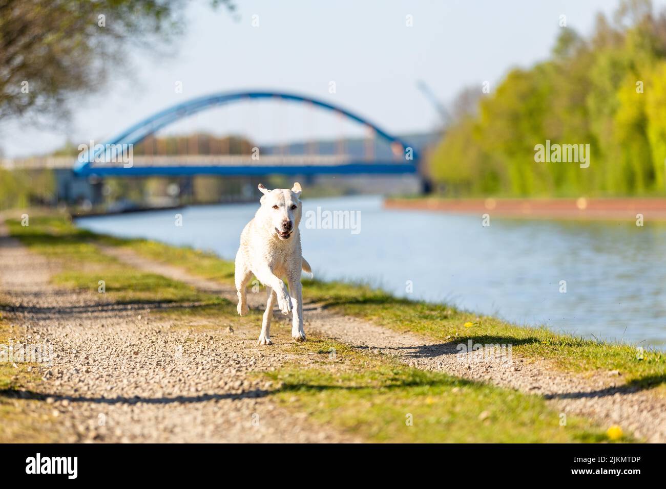 Labrador runs fast on a path along a canal Stock Photo - Alamy