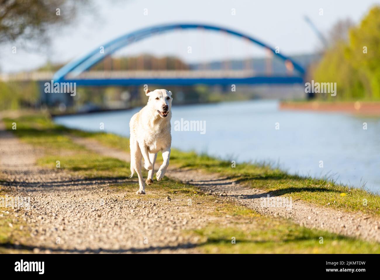 Labrador runs fast on a path along a canal Stock Photo - Alamy