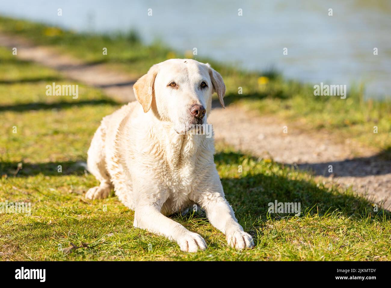 Labrador is lying on a path at the canal Stock Photo - Alamy