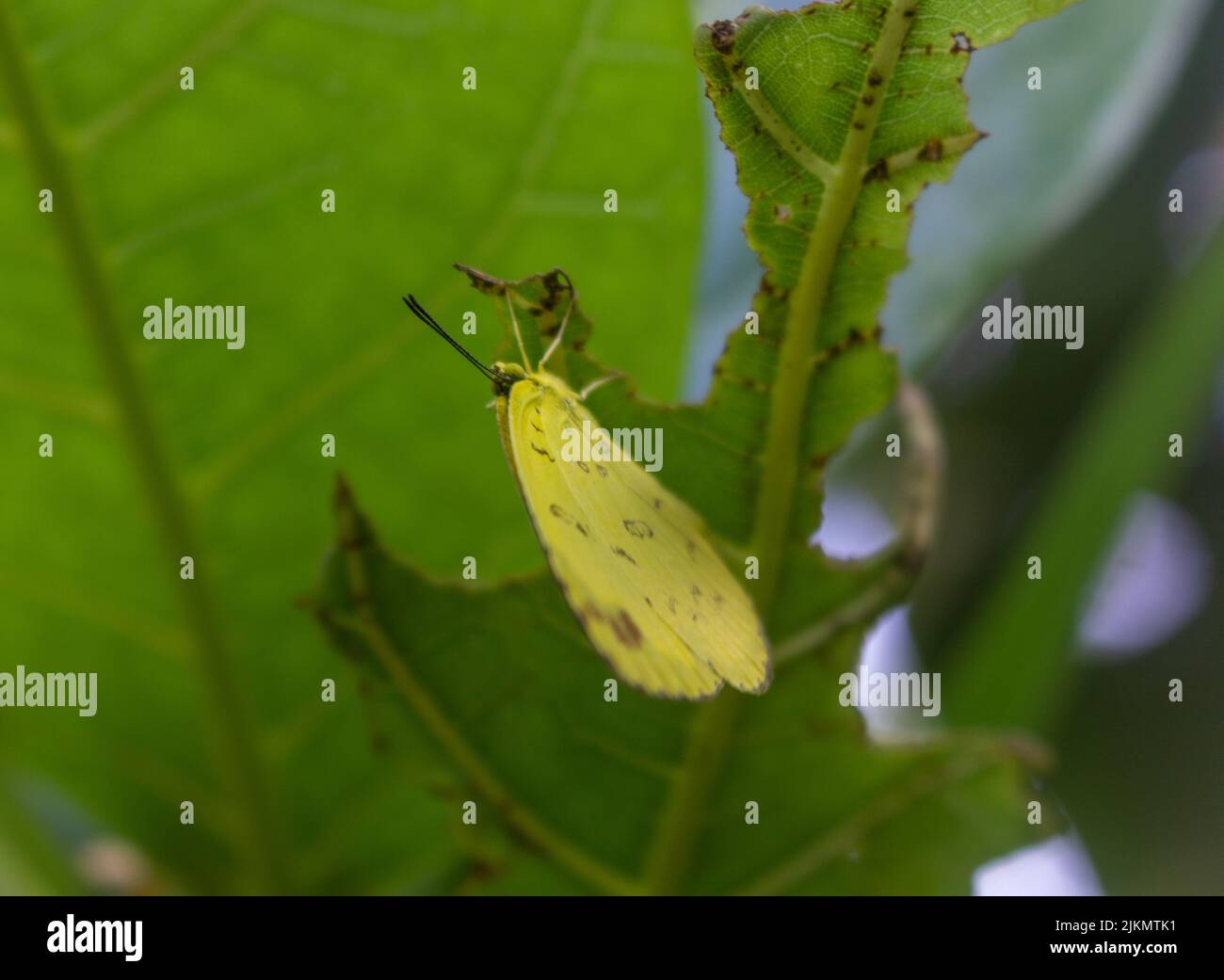 Butterfly leaf wallpaper hi-res stock photography and images - Alamy