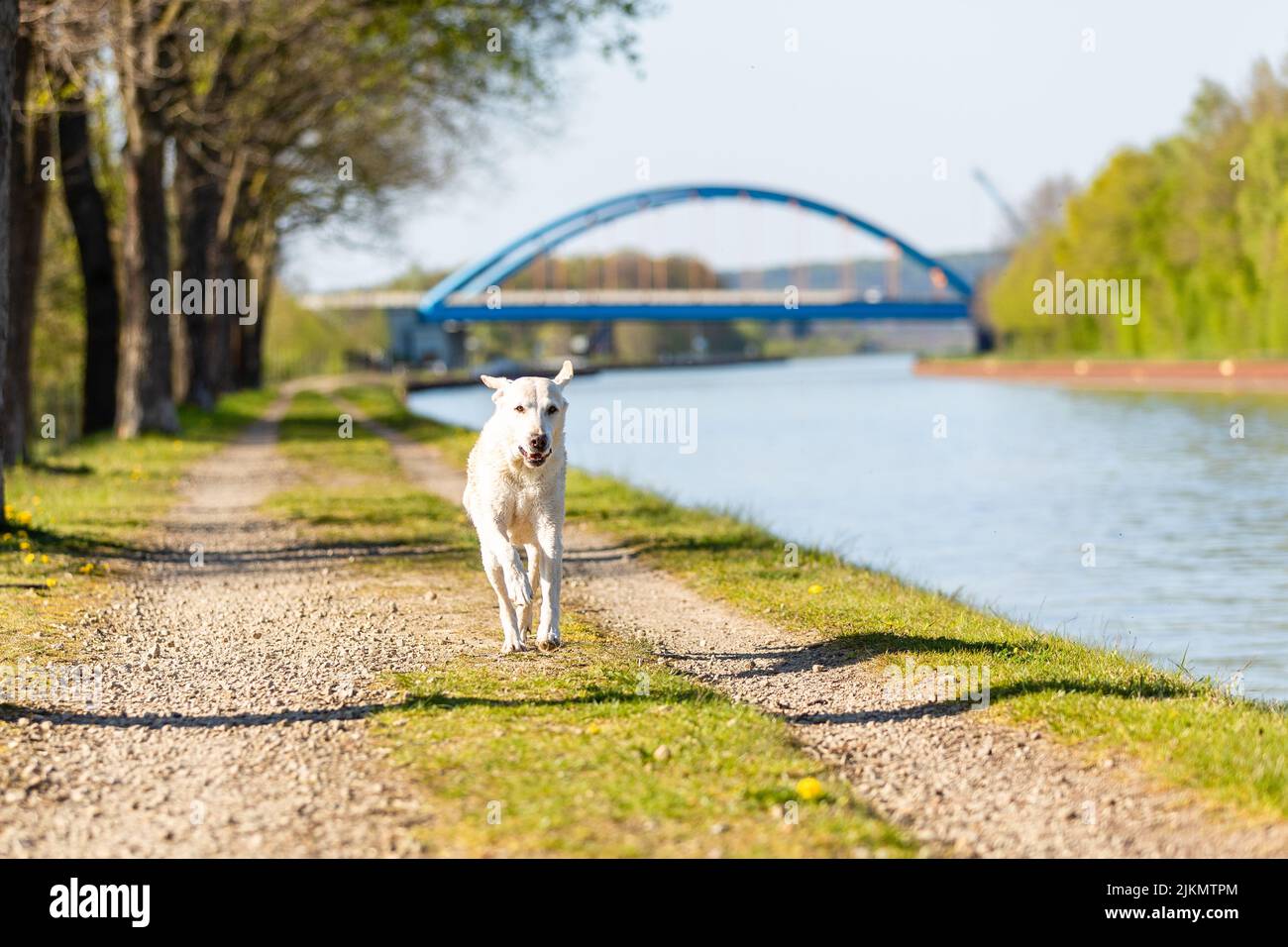 Labrador runs fast on a path along a canal Stock Photo - Alamy