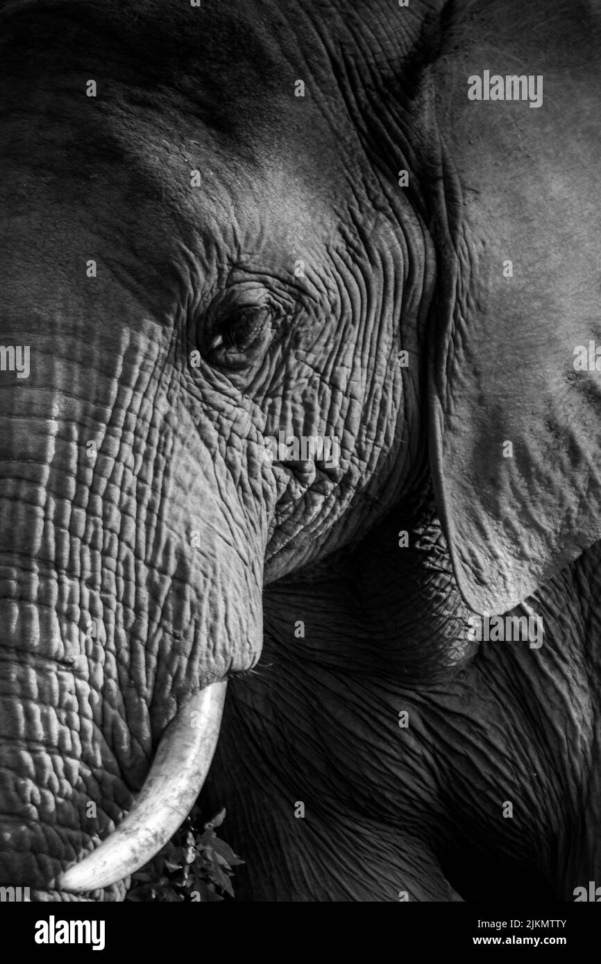 A vertical shot of the face of an adult elephant with long tusks Stock ...