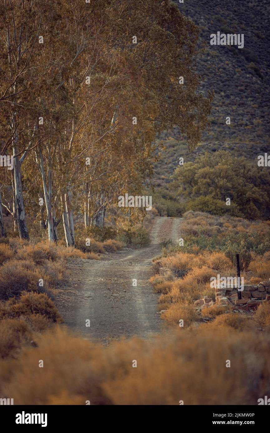 A vertical shot of a country path through a forest in South Africa ...