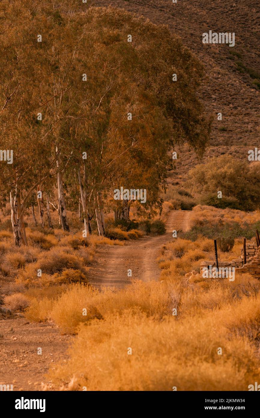 A vertical shot of a country path through a forest in South Africa ...