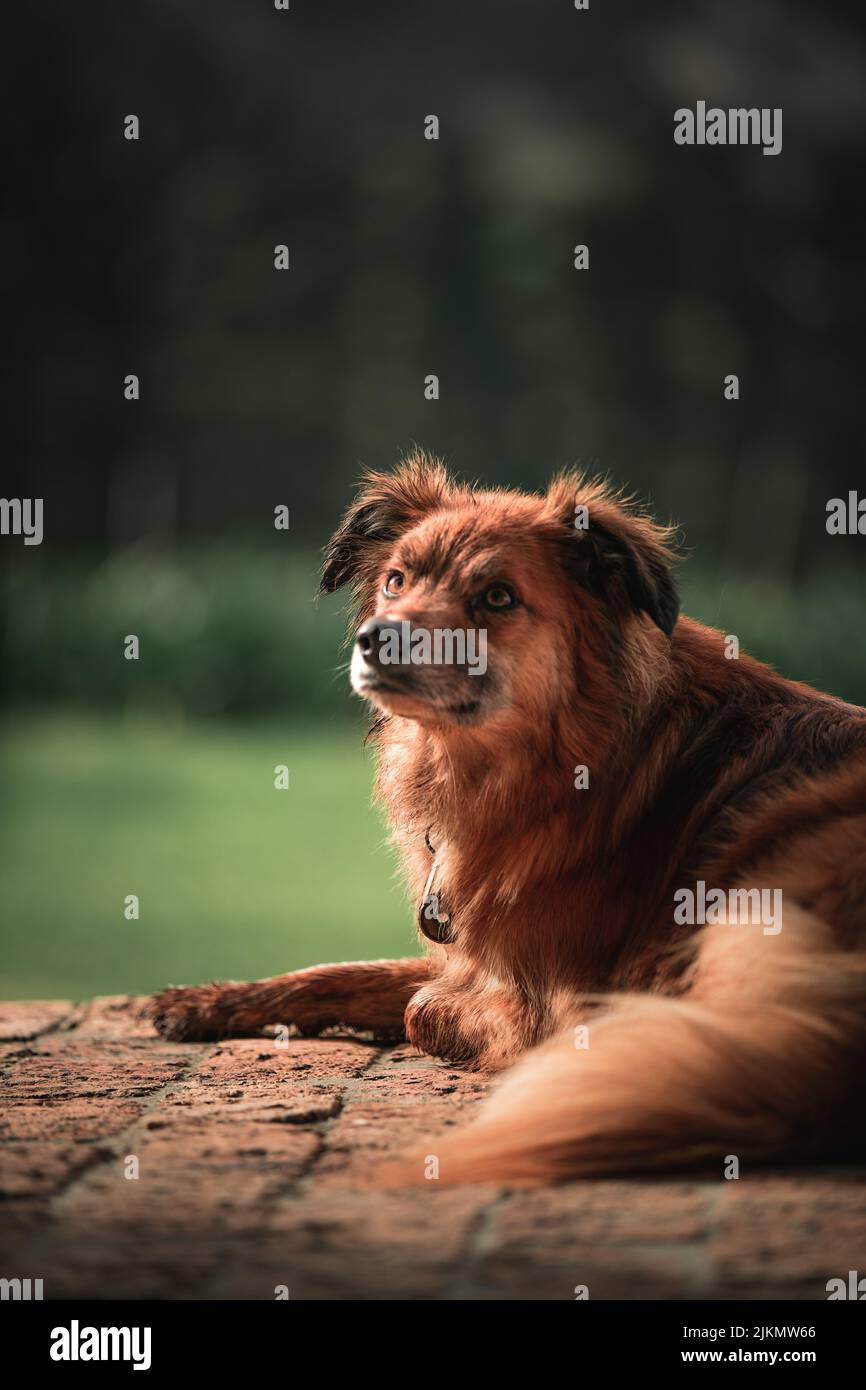 A vertical portrait of an adorable furry dog lying outdoors and ...
