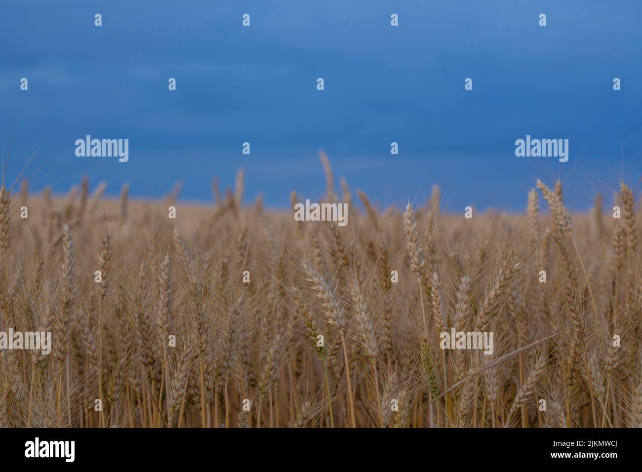Field of golden wheat under cold blue cloudy sky Stock Photo - Alamy