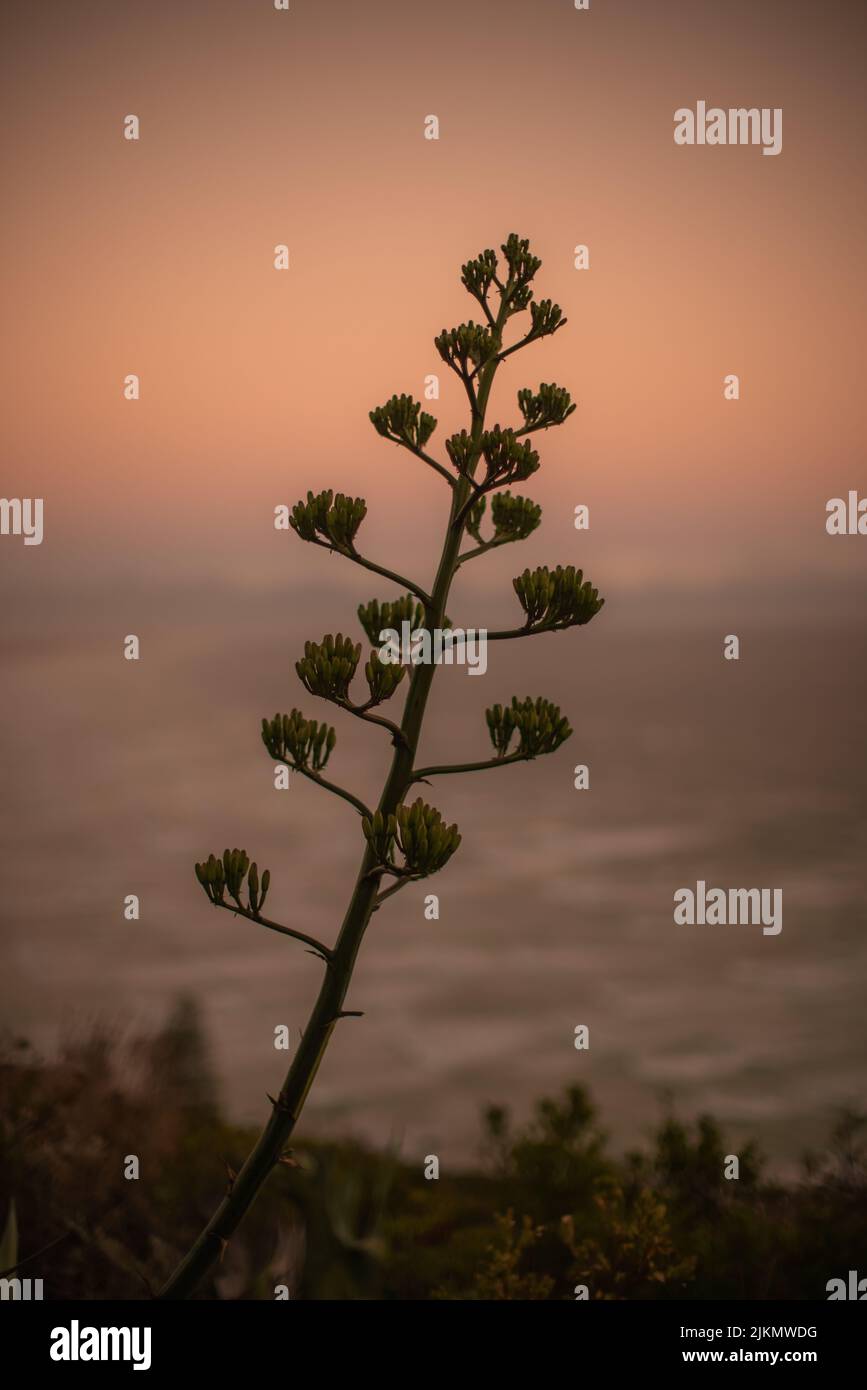 Sun dried flower hi-res stock photography and images - Alamy