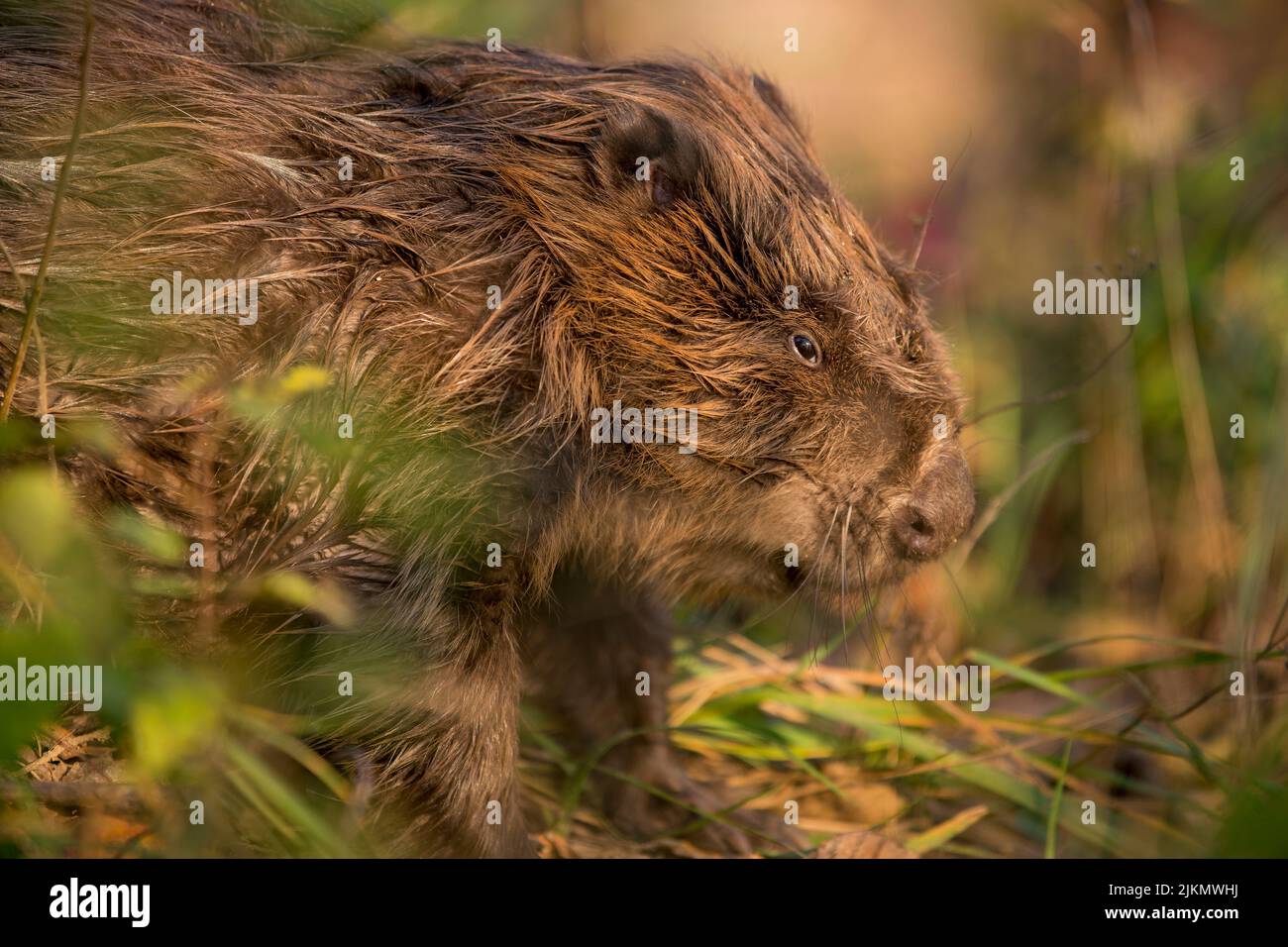 Close up of European beaver staing on the coast directing to water ...