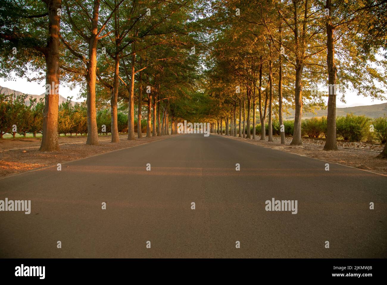 A beautiful shot of a park pathway between wine farm trees in ...