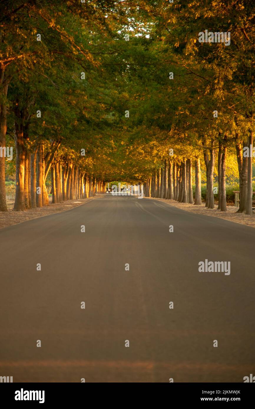 A beautiful shot of a park pathway between wine farm trees in ...