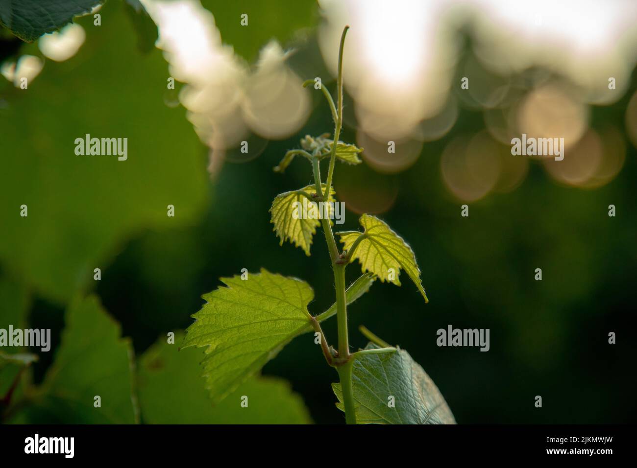 A shallow focus of green plants with bokeh background on wine Vineyard ...