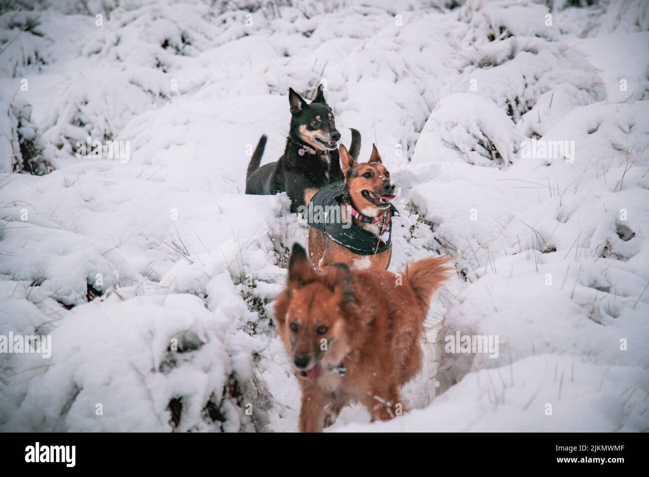 A Beautiful shot of a Basque German Shepherd and rottweiler dogs ...
